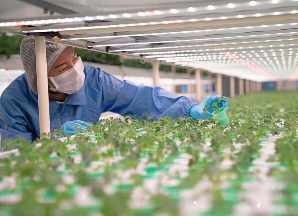 LEDs for Horticultural Lighting - ams OSRAM | Mouser